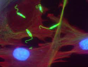 Research & Development - Candida Antigens - Nielsen Biosciences